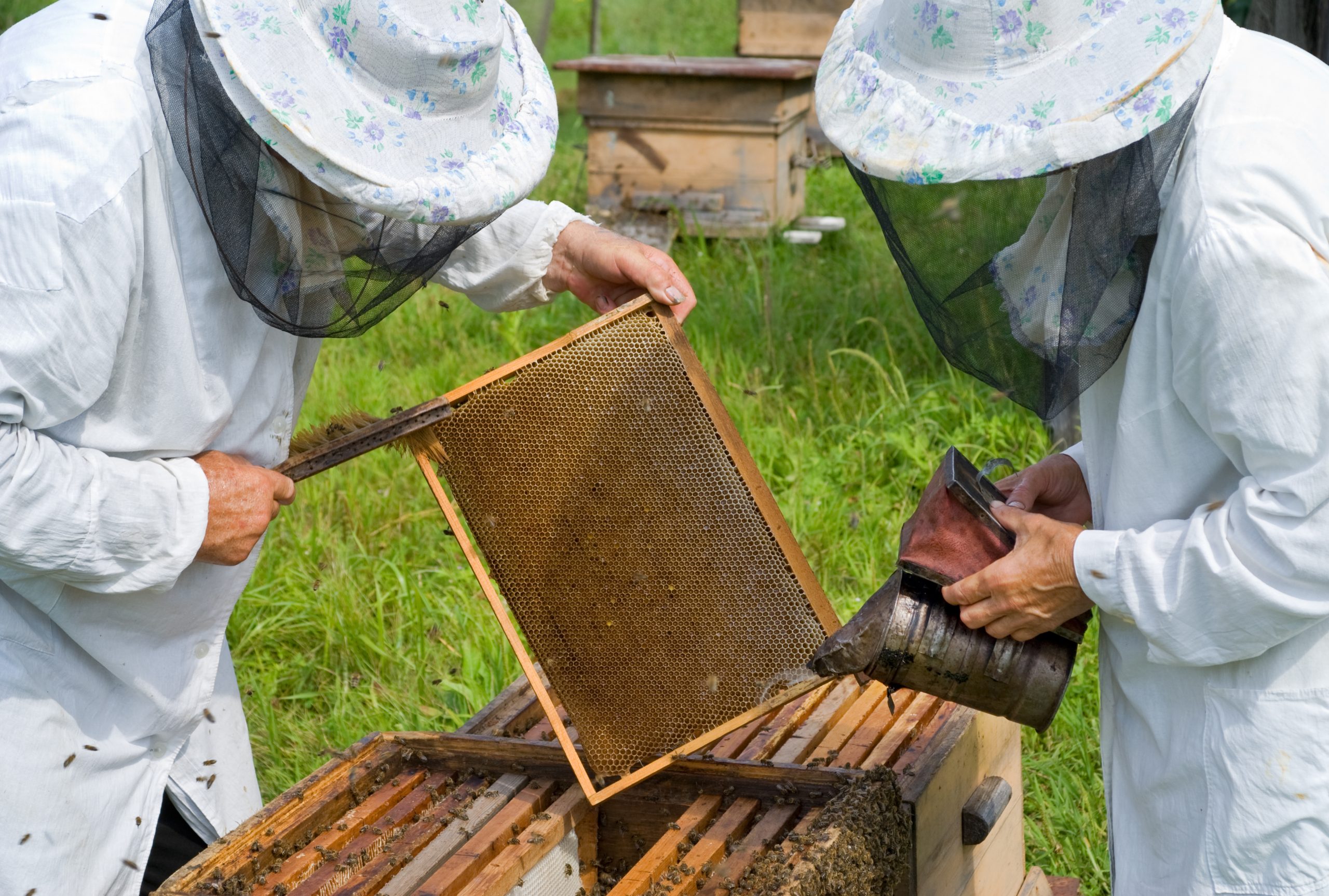 Combining Bee Hives - Backyard Beekeeping